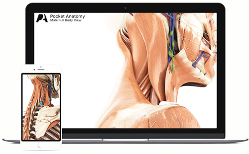 Top 20 Useful Physical Therapy Apps for Patients to Try